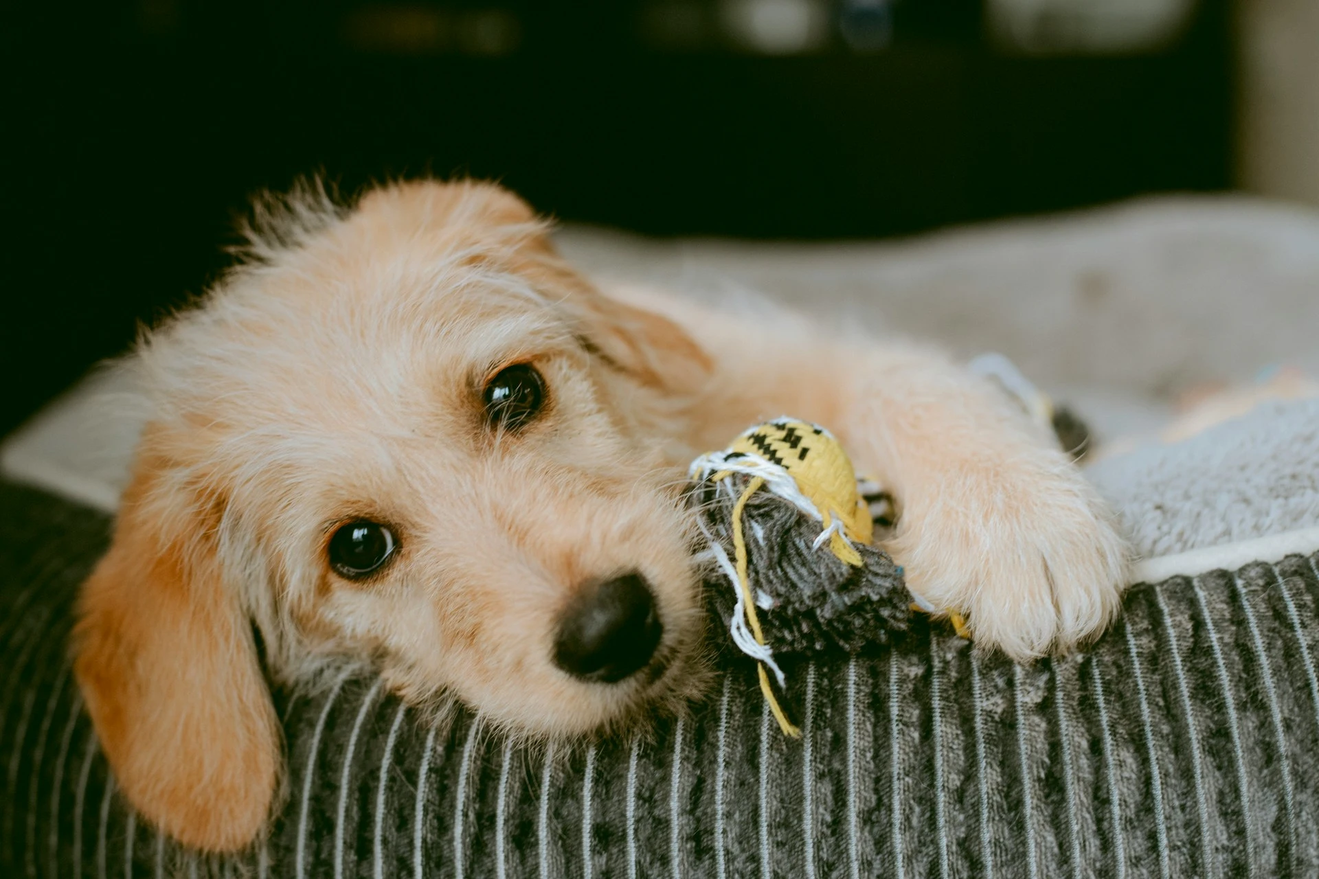 Why Dogs Chew | Metairie, LA Dog Vet